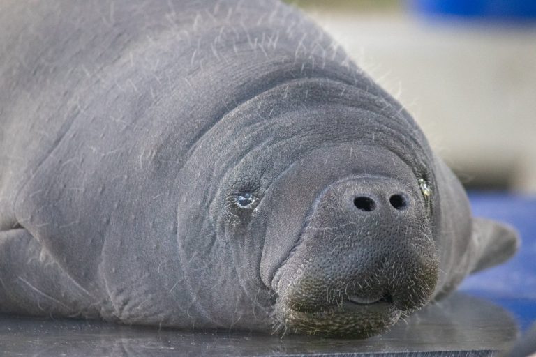 ZooTampa - Three Manatee Transfer Nov 2022 - 003 - Touring Central Florida ZooTampa - Three Manatee Transfer Nov 2022 - 003 - Touring Central Florida