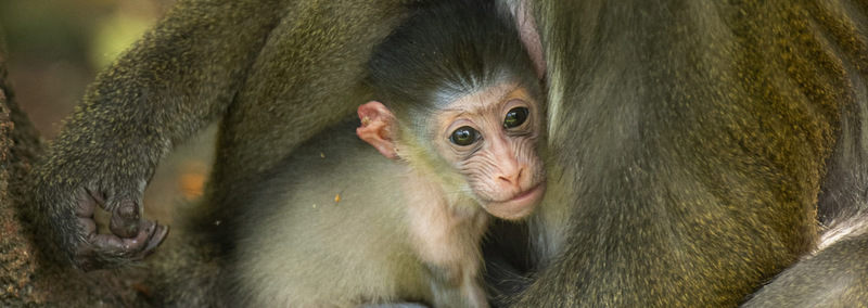 Disney's Animal Kingdom Welcomes Baby Mandrill - Touring Central Florida